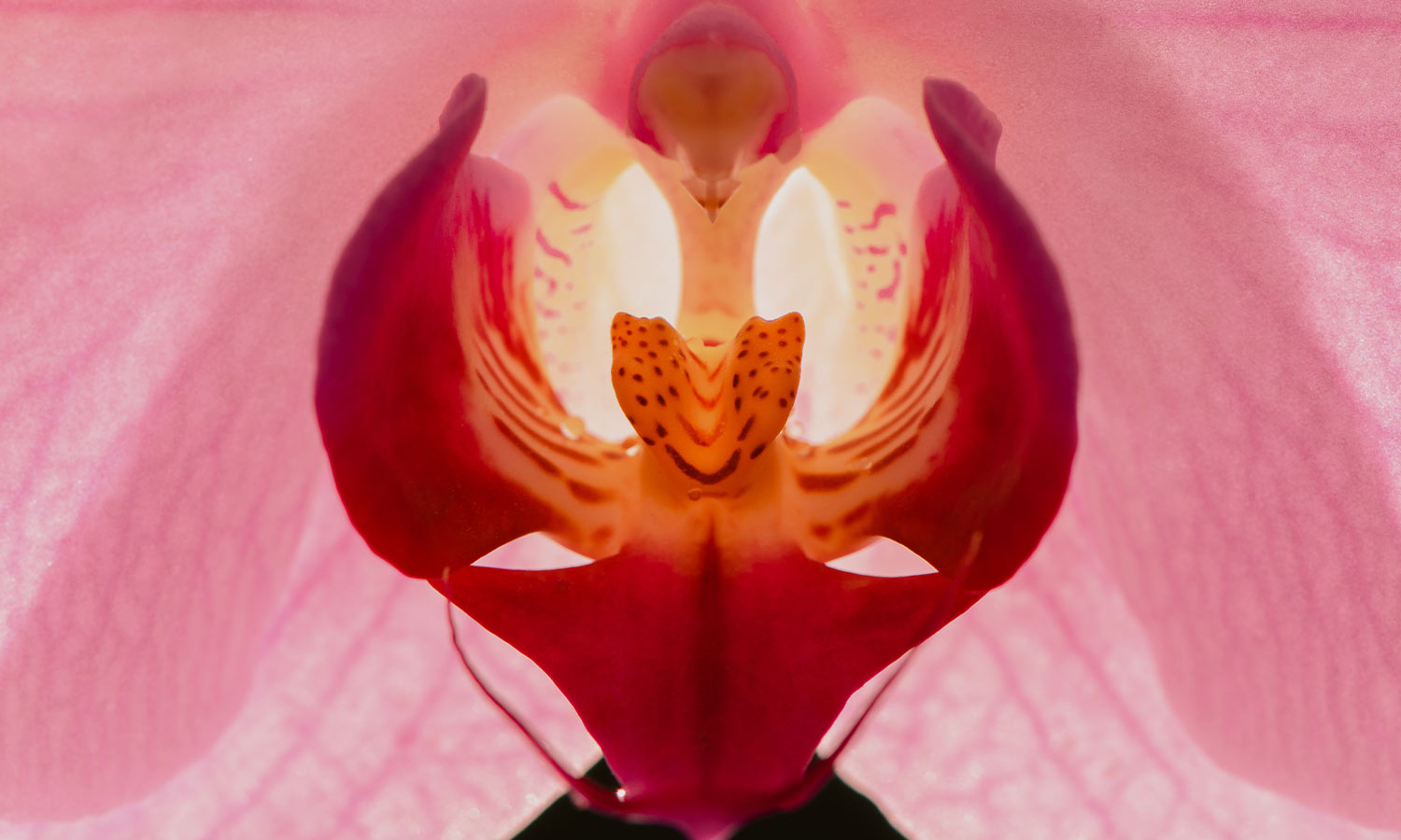 Are You Clitorate? 5 Things YNTK About the Clitoris – Pure Romance